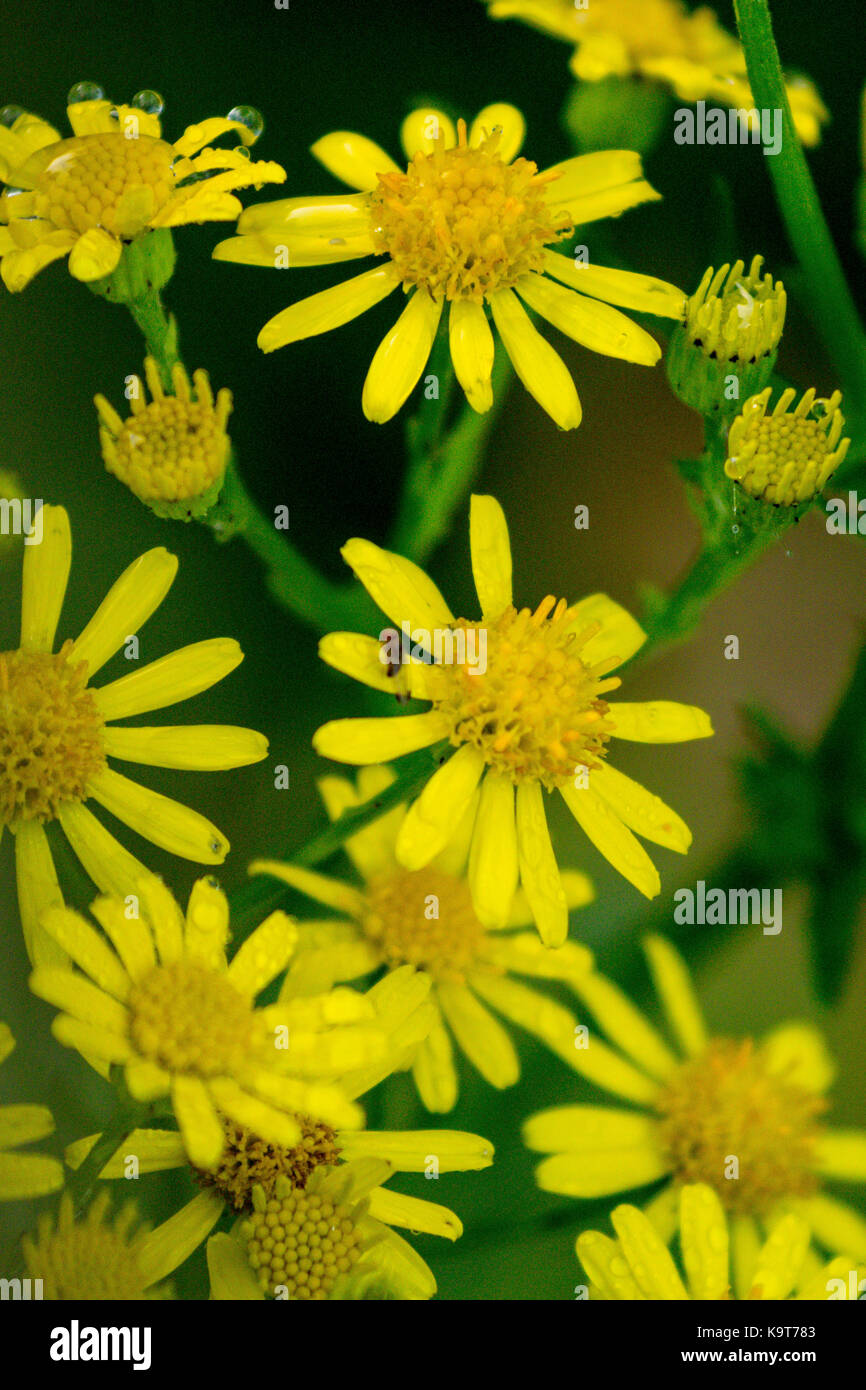 Ragwort growing by countryside road. Native to the UK, cumulatively ...