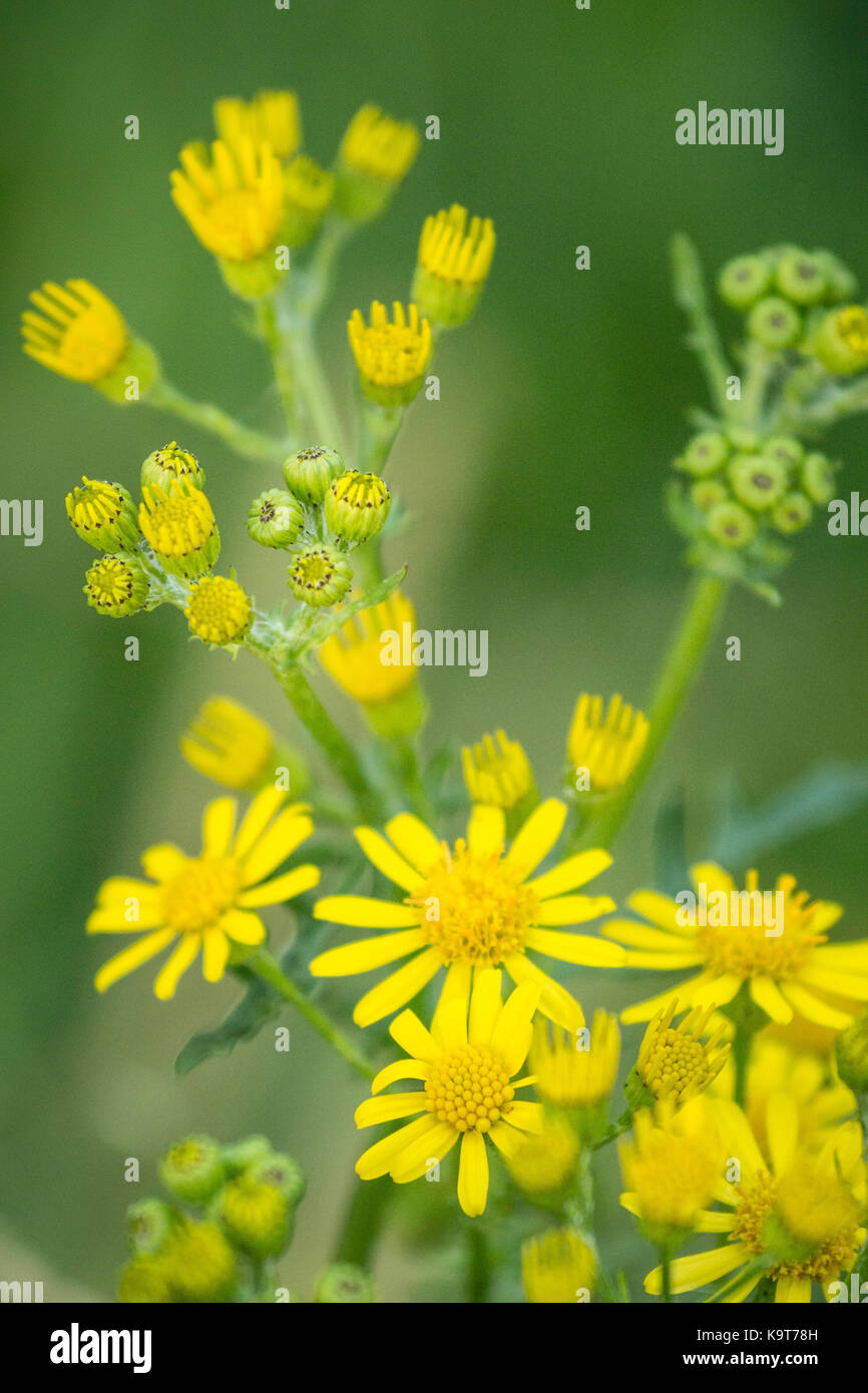 Ragwort and horses hi-res stock photography and images - Alamy