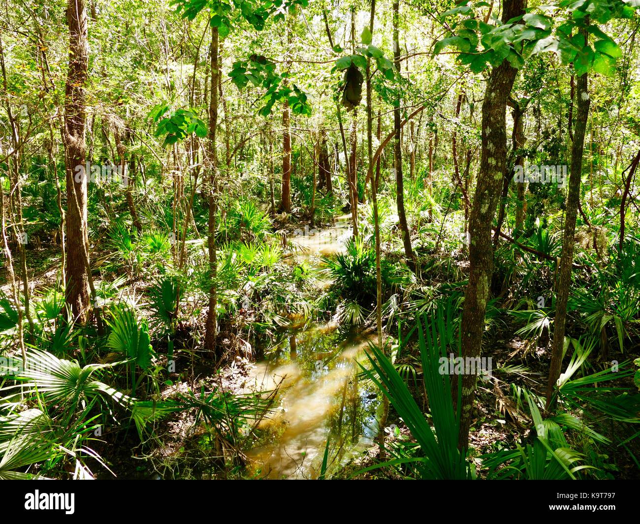 Water flooding in urban forest after storm. Gainesville, Florida, USA ...