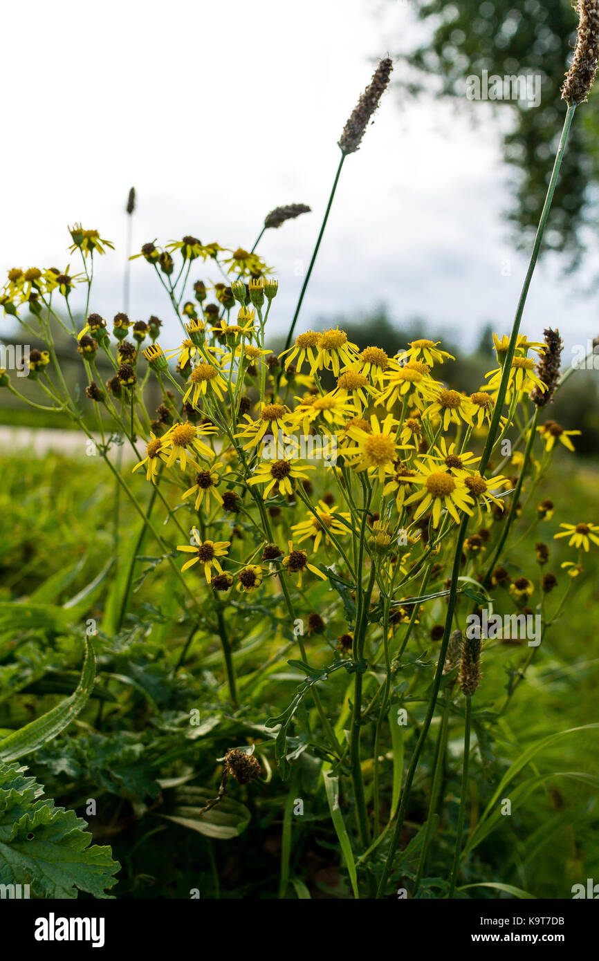 Ragwort growing by countryside road. Native to the UK, cumulatively ...
