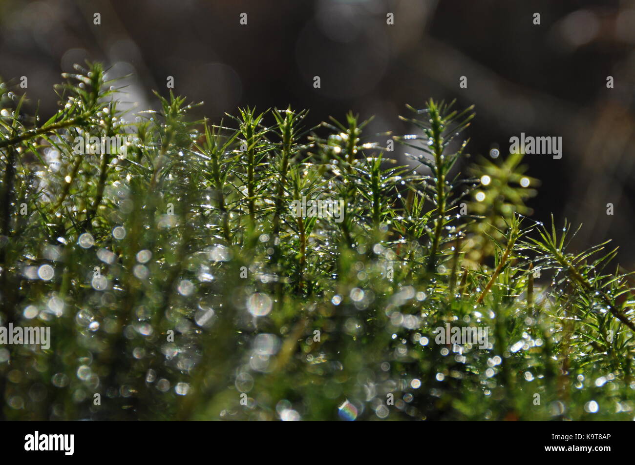 Moss with Dew Close-Up Stock Photo - Alamy