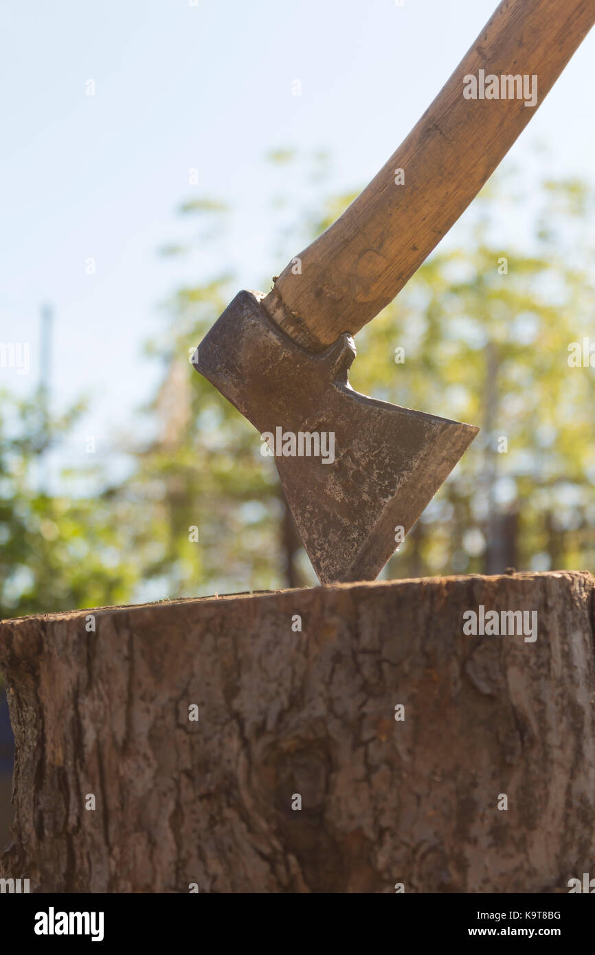 Ready for cutting timber. Close-up of axe cutting log while other logs ...