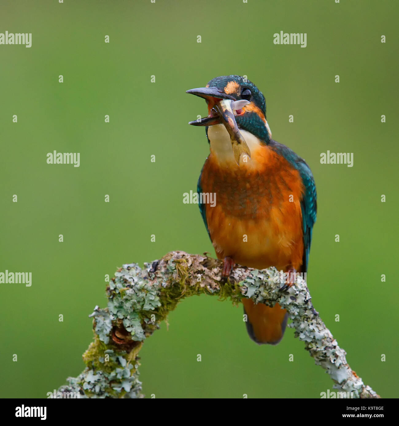 Two common kingfishers hi-res stock photography and images - Alamy