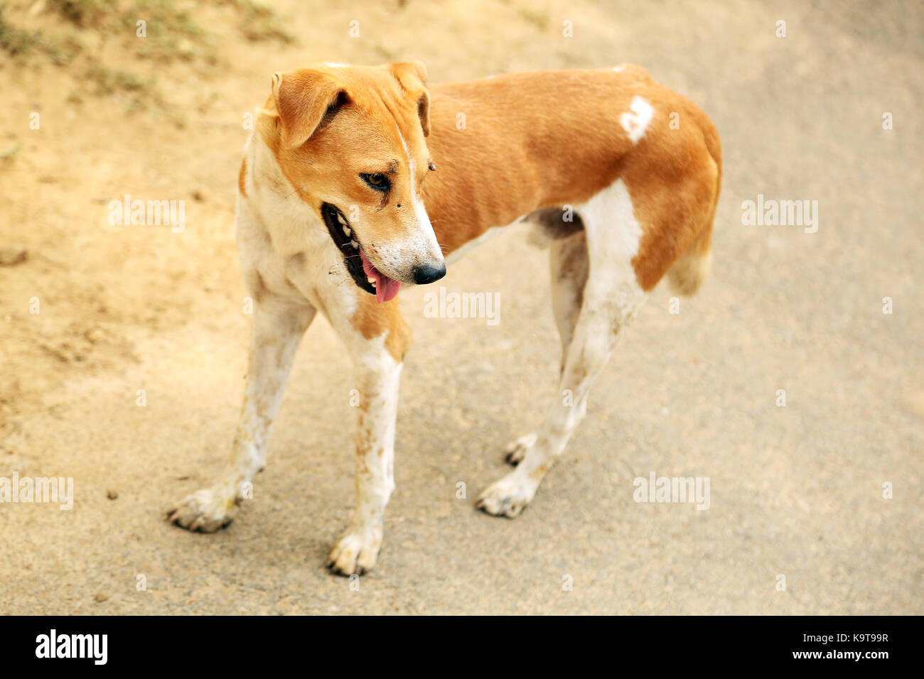 Sad looking street dog Stock Photo - Alamy