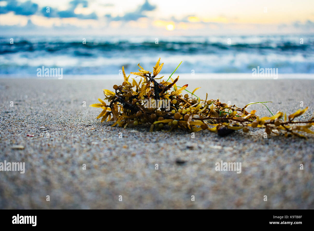 close up of seaweed washed up on the shore of the beach Stock Photo - Alamy