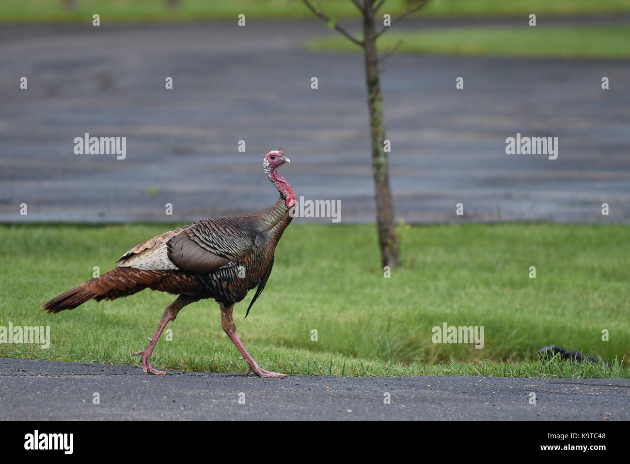 Wild Turkey crossing the road in a park Stock Photo - Alamy