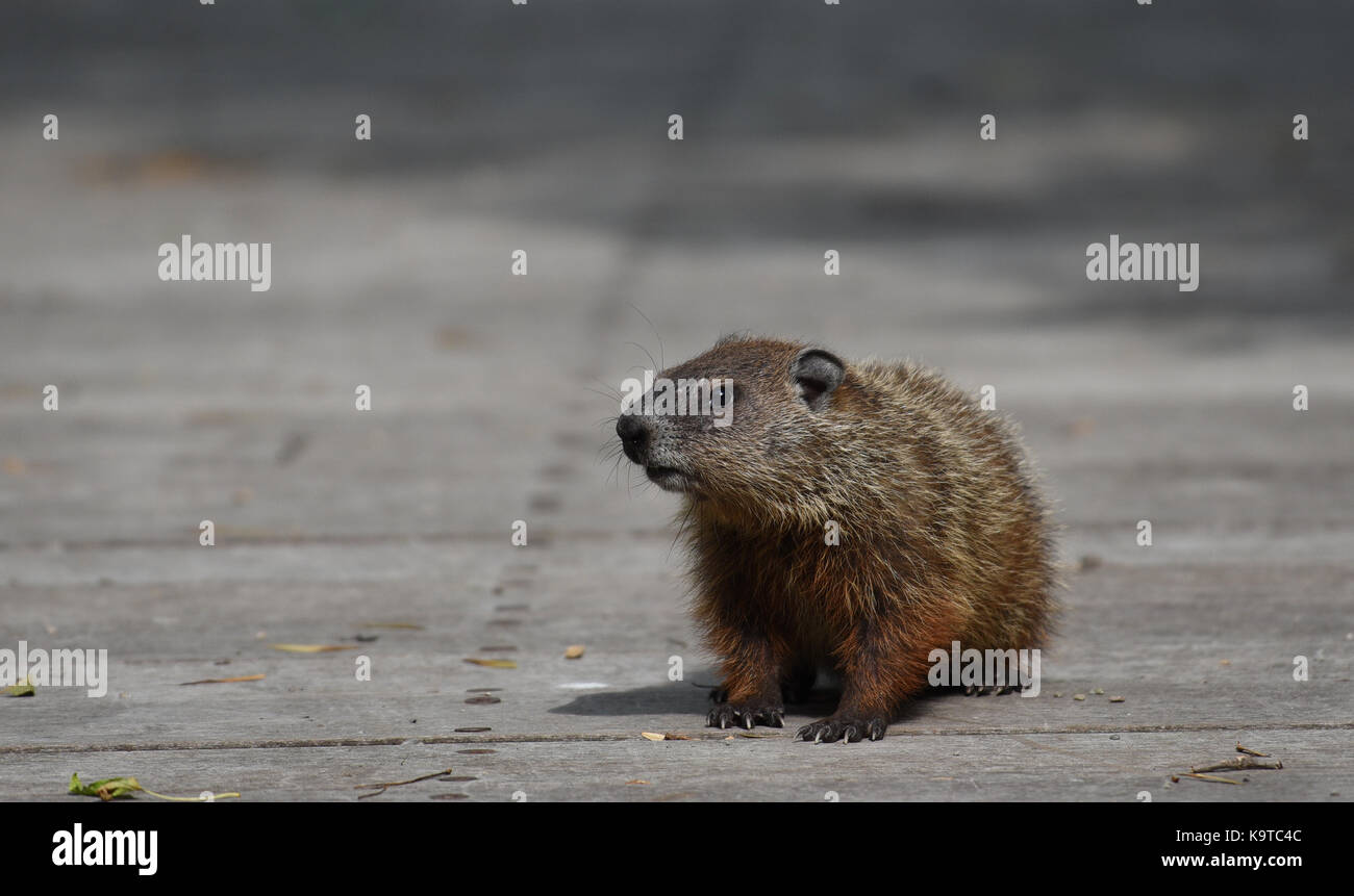Ground Hog crossing bridge Stock Photo - Alamy