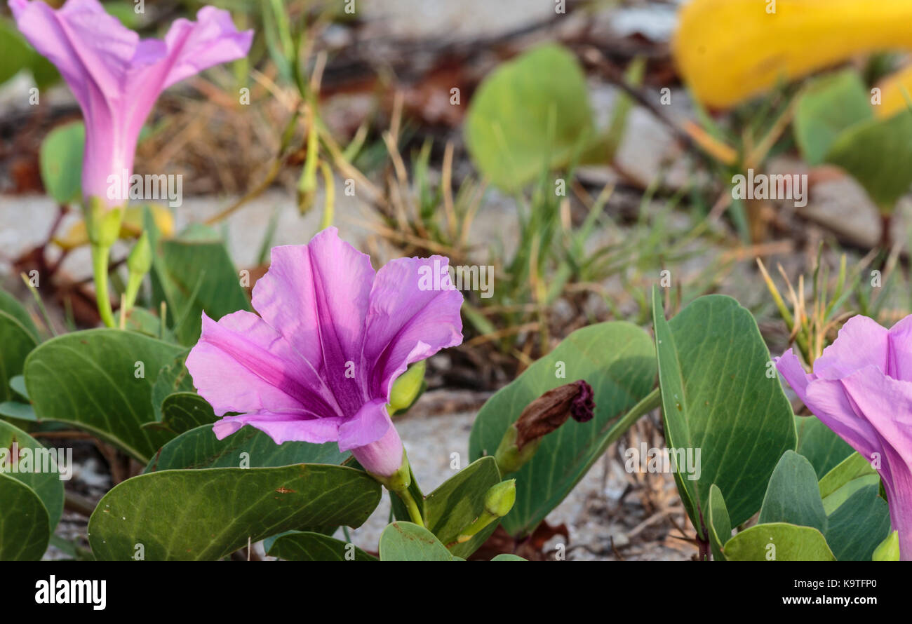 Goat's foot creeper morning by the sea Stock Photo - Alamy