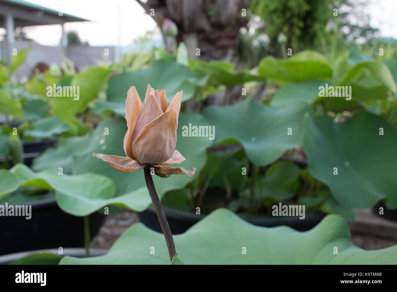 close up dead lotus flower macro shot Stock Photo - Alamy