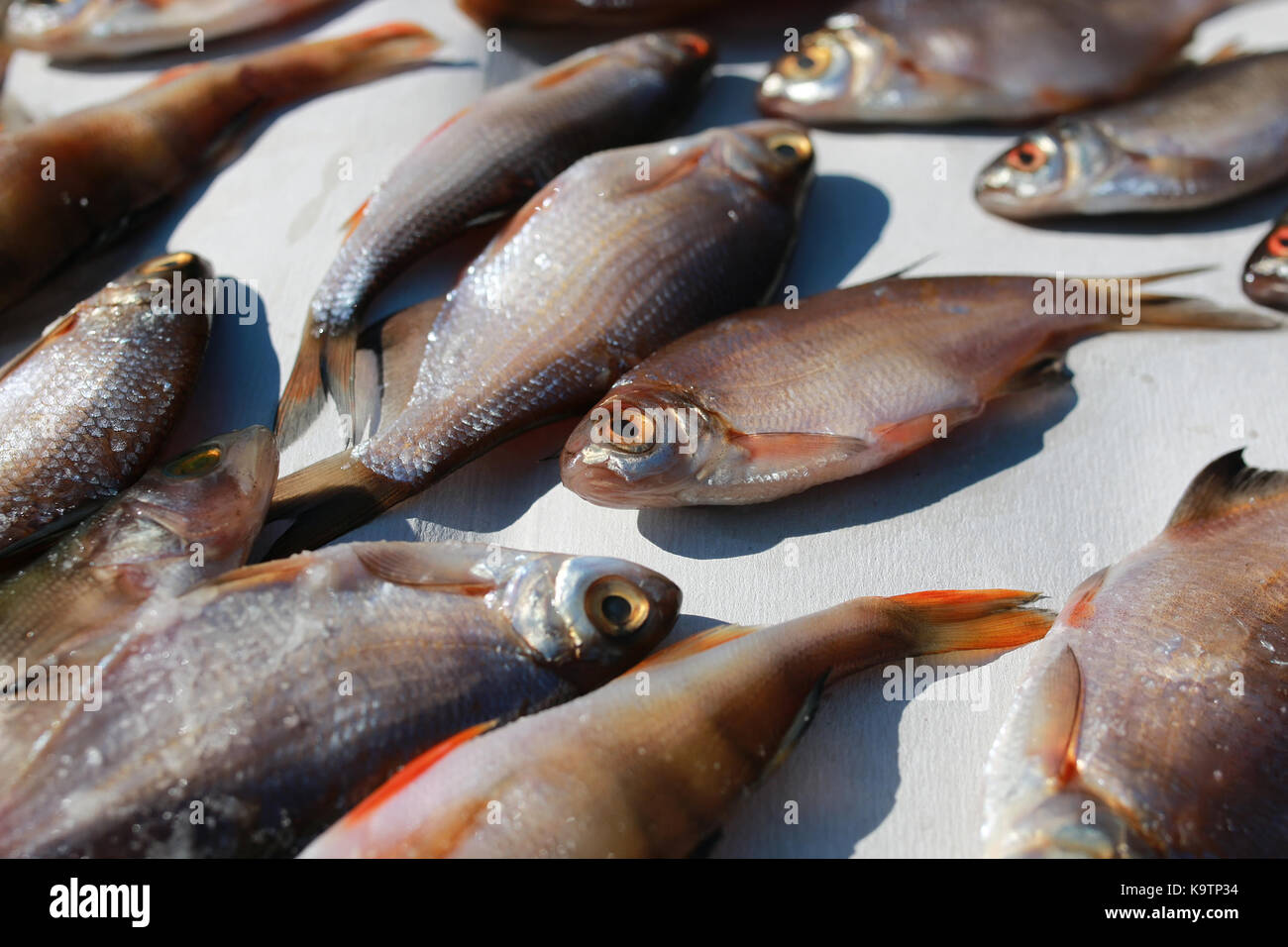small fish on table Stock Photo - Alamy