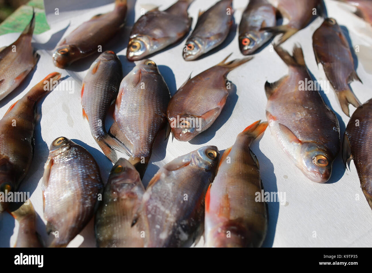 small fish on table Stock Photo - Alamy