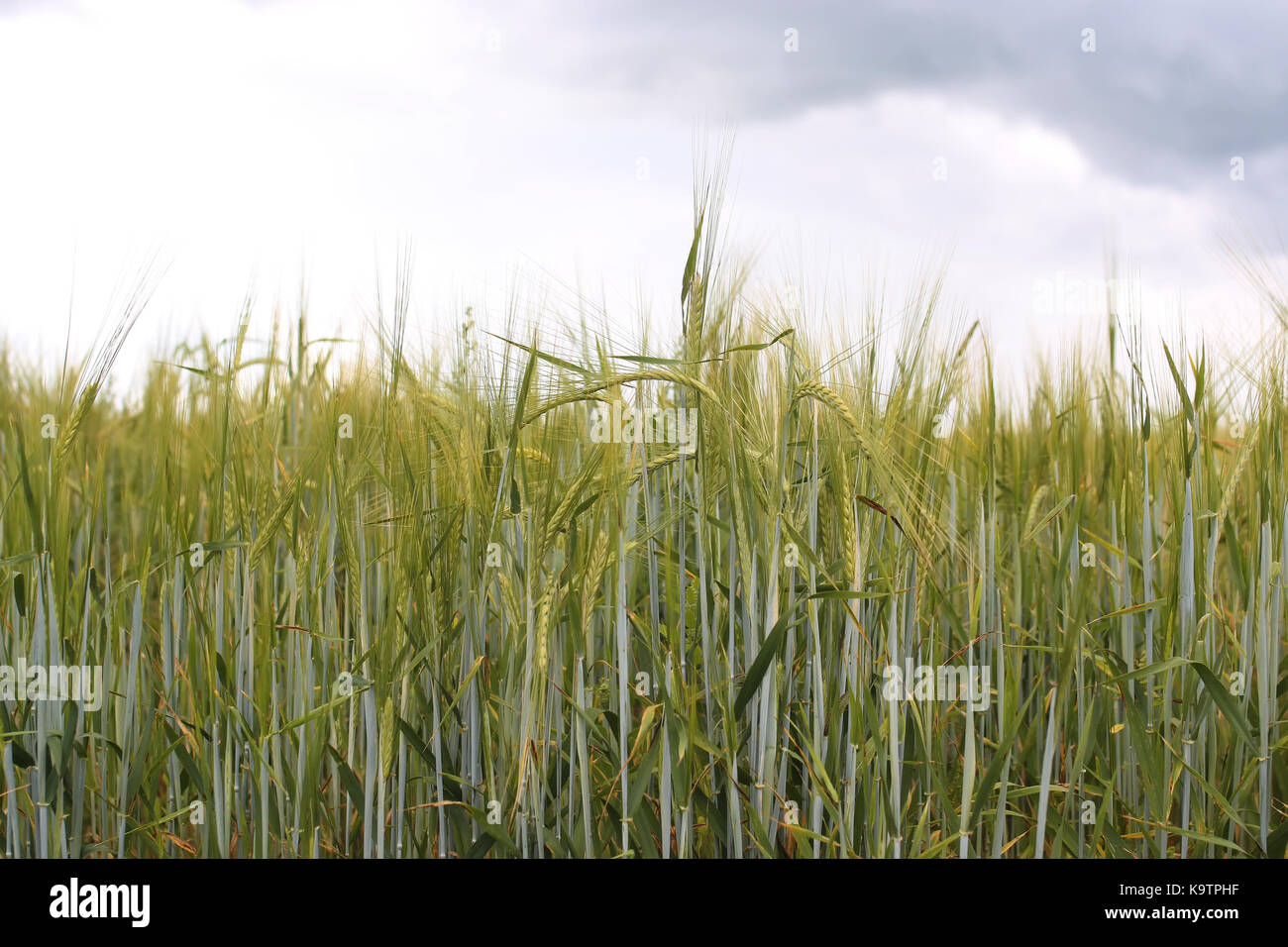 cereal rye field Stock Photo - Alamy