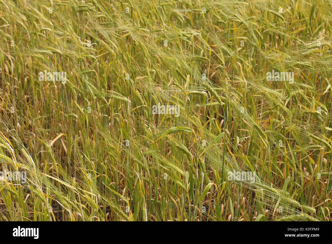 cereal rye field Stock Photo - Alamy