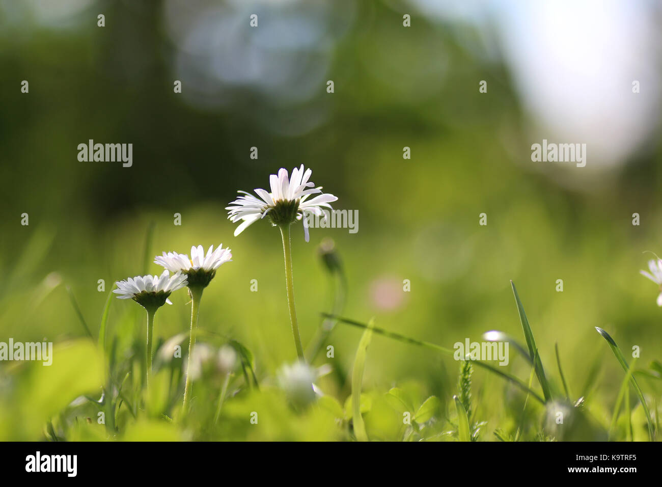 flower light from the sun in the field Stock Photo - Alamy