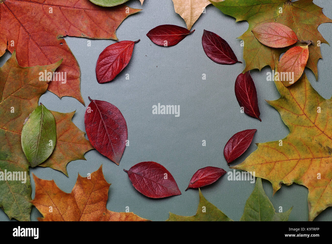 autumn leaf background on a green isolated table Stock Photo - Alamy