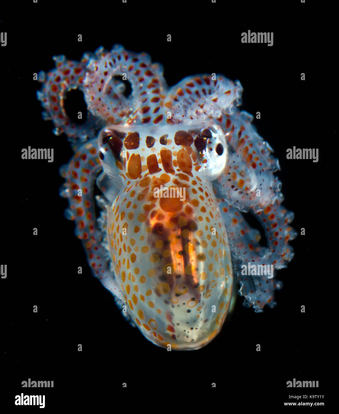 Pelagic octopus hi-res stock photography and images - Alamy
