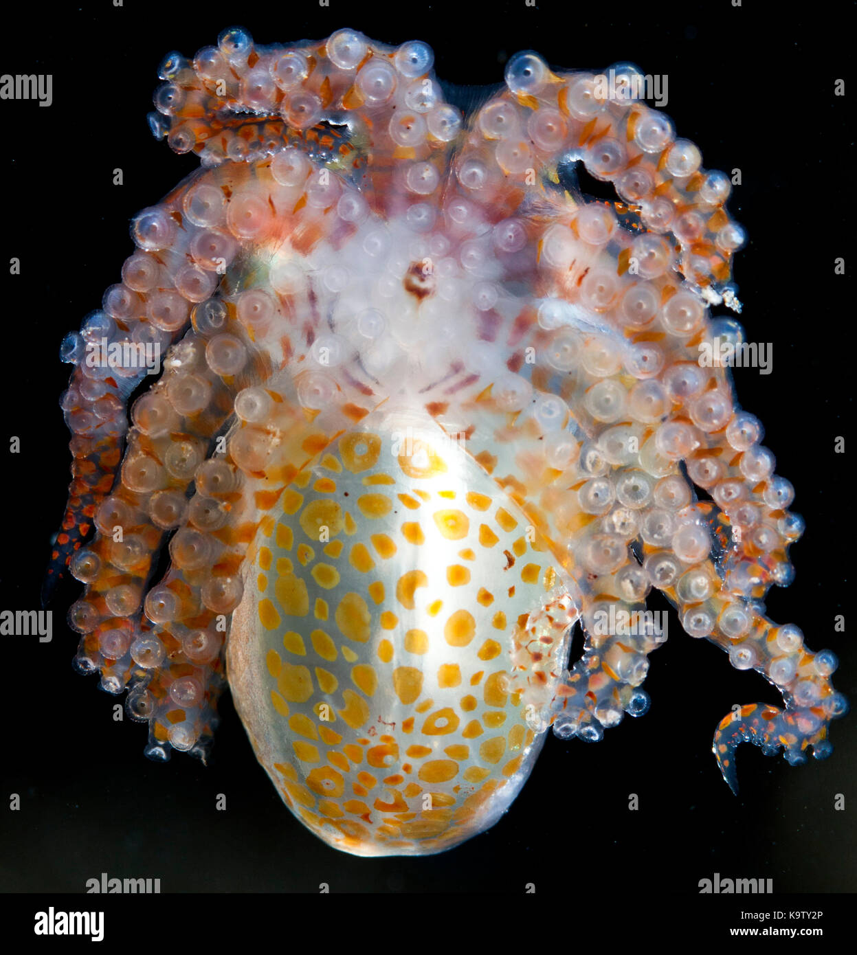 Octopus beak hi-res stock photography and images - Alamy