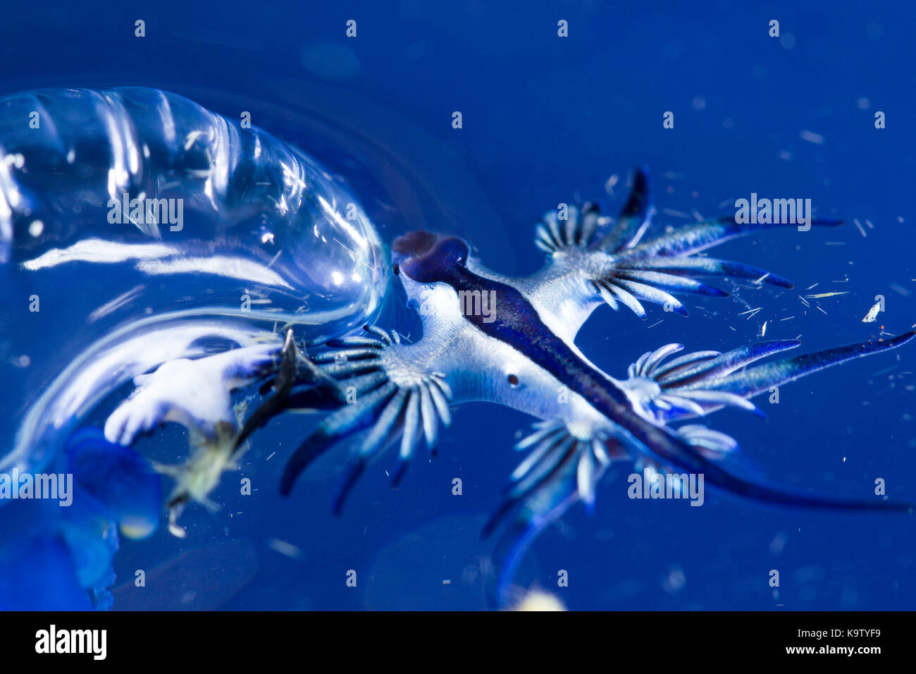 Glaucus Atlanticus Wallpaper
