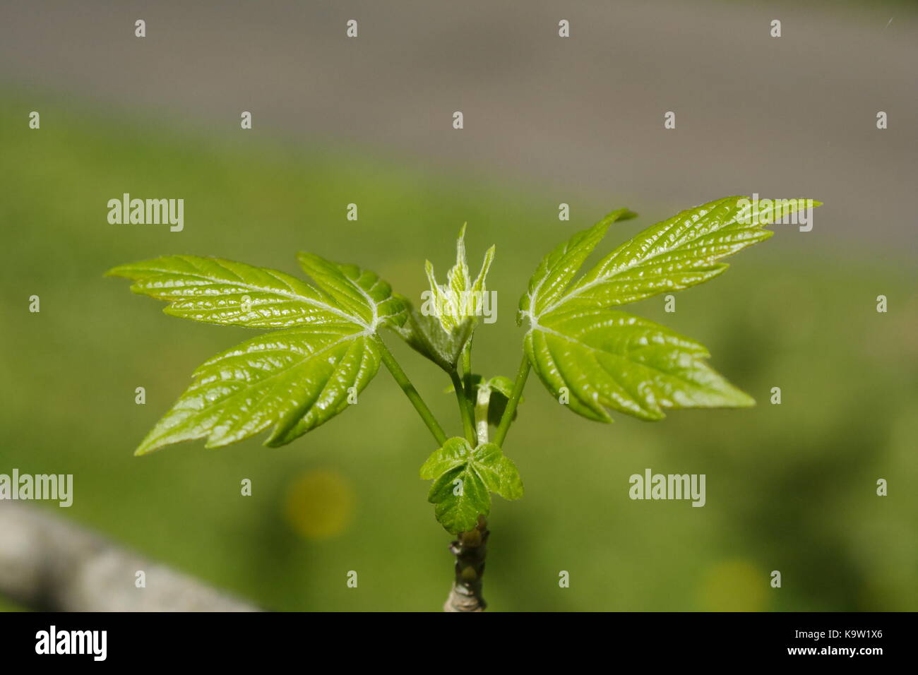 English plane tree hi-res stock photography and images - Alamy