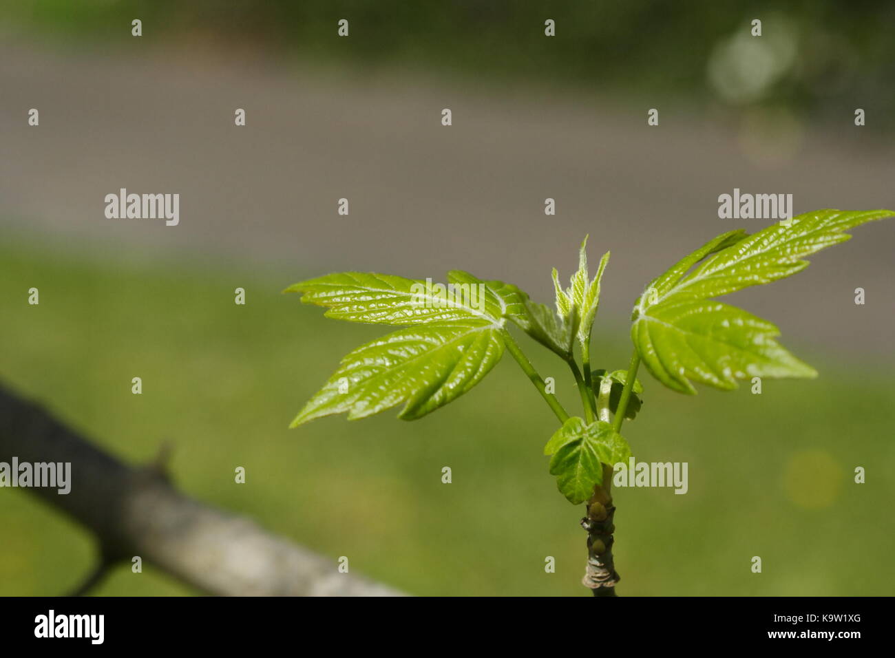 New Spring growth on an English Plane Tree Stock Photo - Alamy