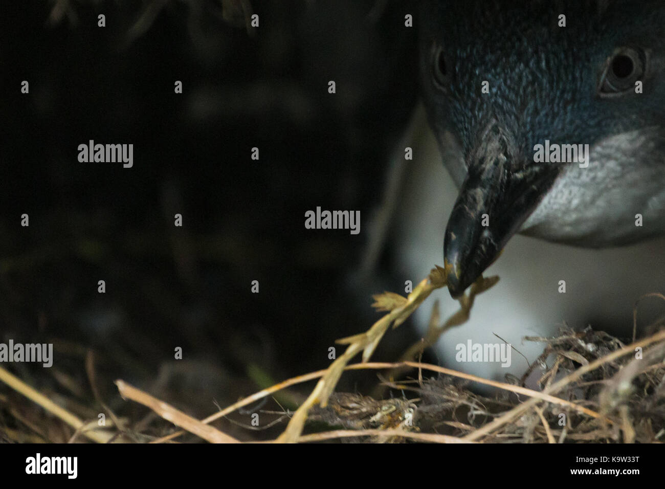 Little penguin (Eudyptula minor), also known at the blue penguin ...