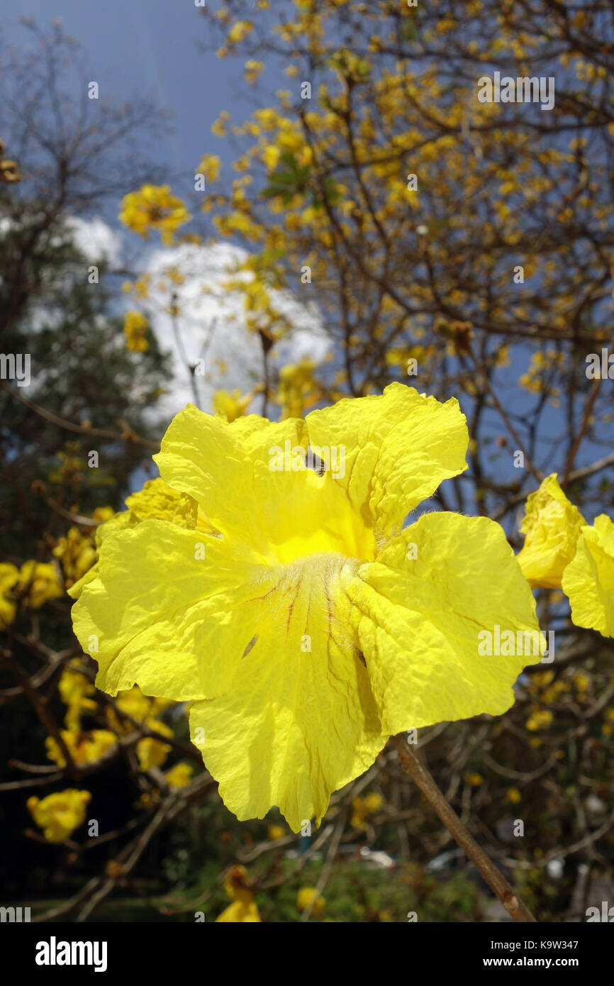 Golden trumpet tree (Handroanthus chrysotrichus), native to Brazil and ...