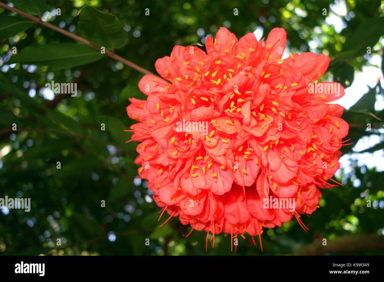 Flower of Brownea grandiceps x coccinea, native to Venezuela, at ...