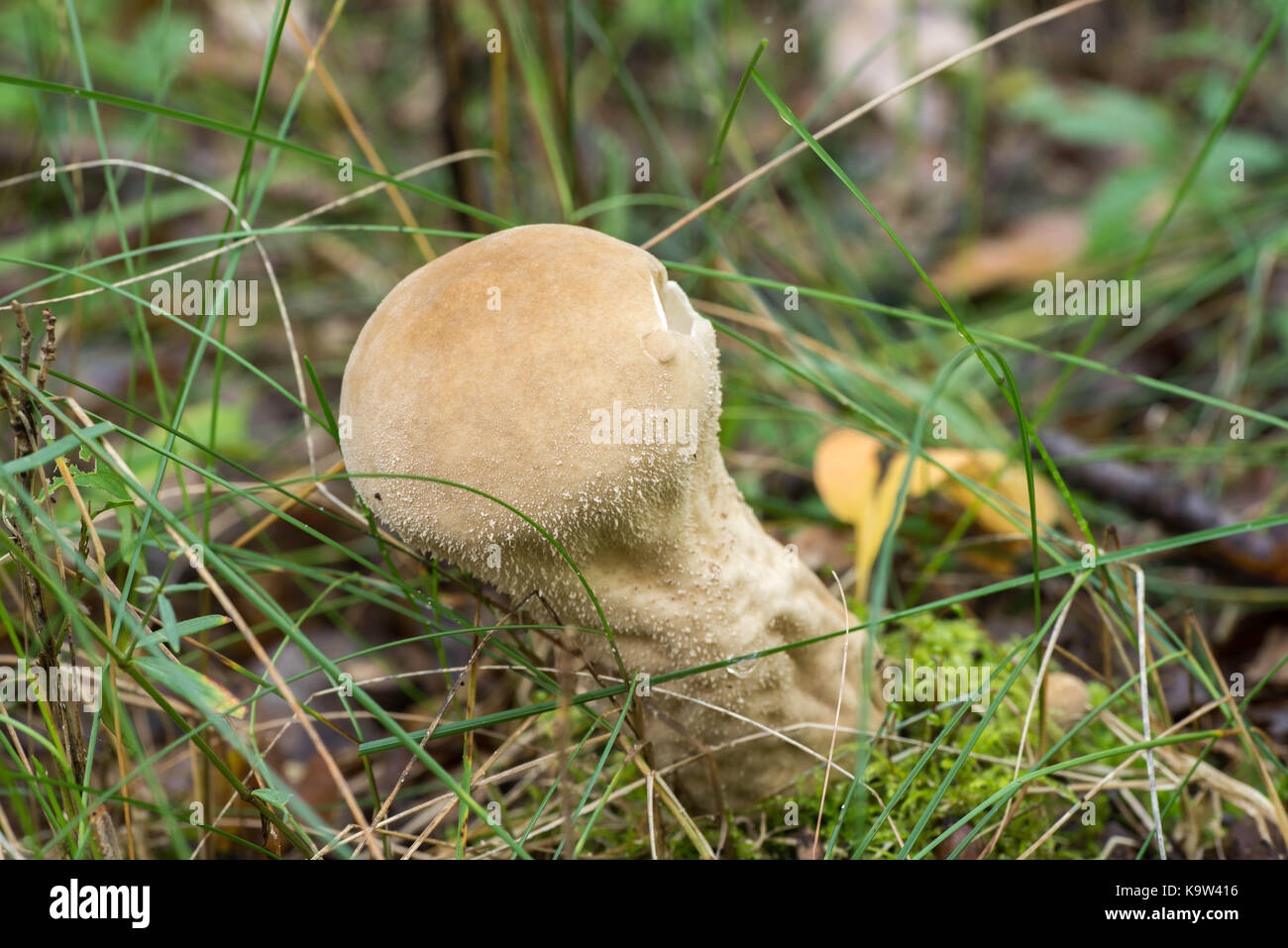 lycoperdon perlatum common puffball fungus closeup Stock Photo - Alamy