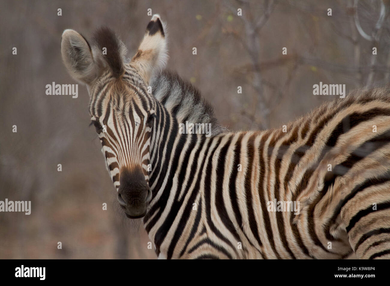 Zebra in Great Kruger Stock Photo - Alamy