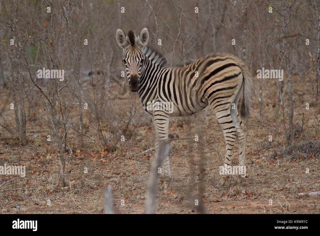Botswana zebra migration hi-res stock photography and images - Alamy