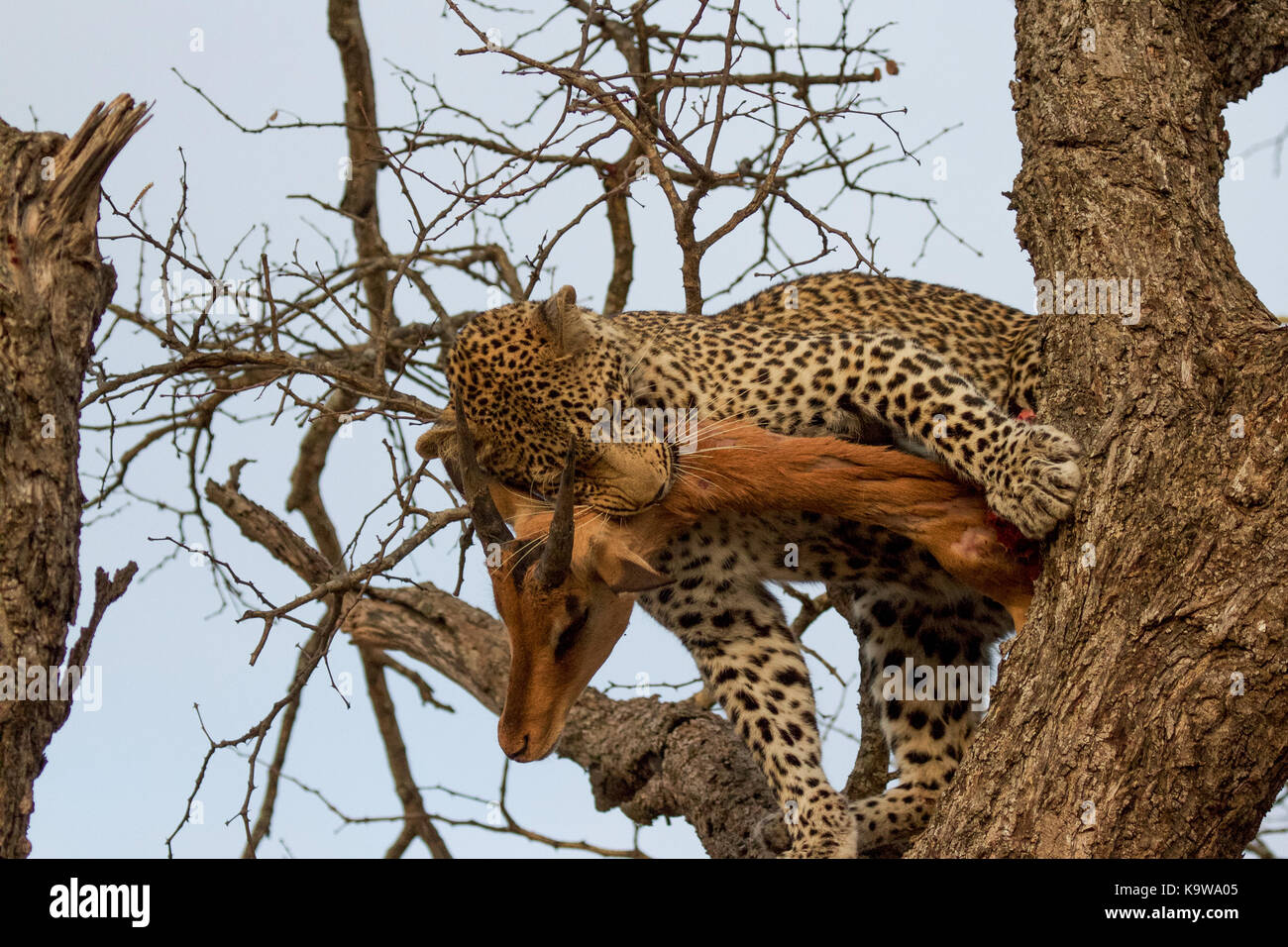 African leopard eating impala hi-res stock photography and images - Alamy
