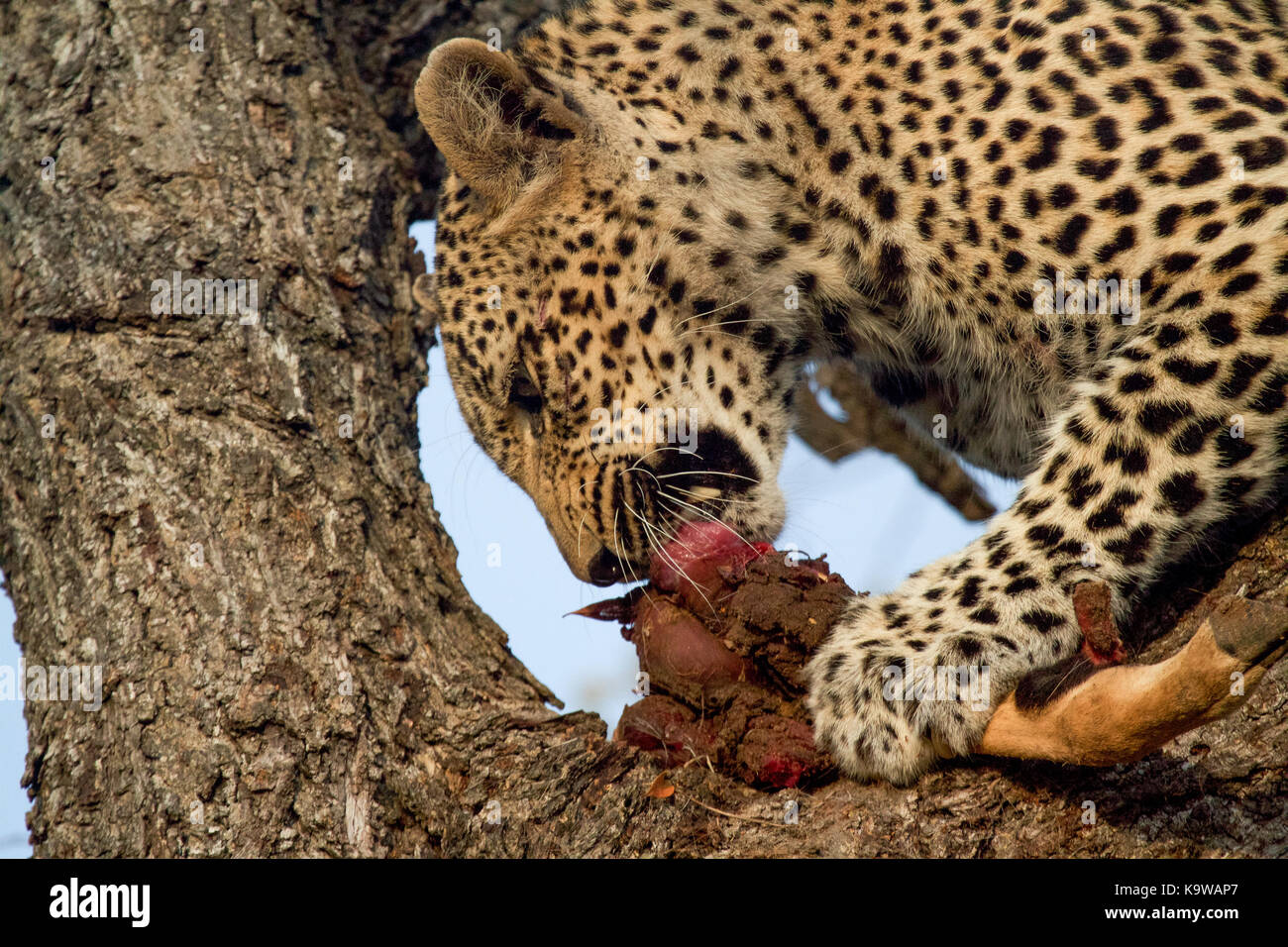 African leopard eating impala hi-res stock photography and images - Alamy