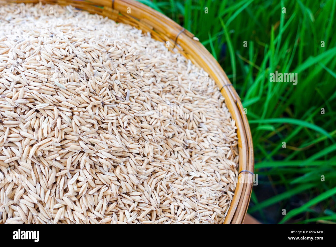 paddy rice in basket with blurred rice plant background - closeup Stock ...