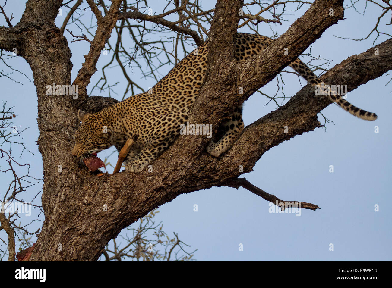 Wild african leopard eating meat hi-res stock photography and images ...