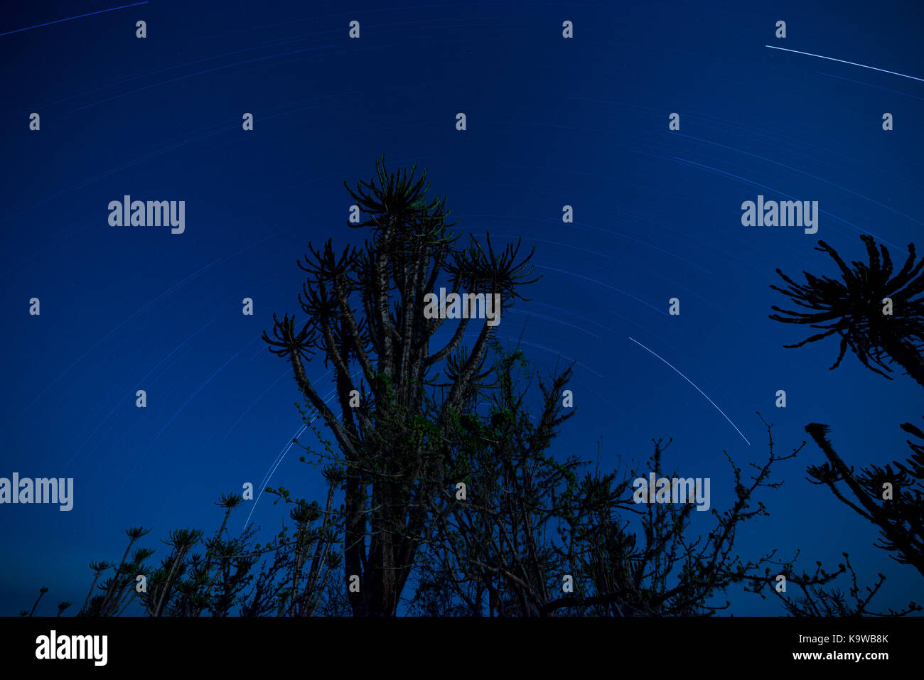 Magnificent star hi-res stock photography and images - Alamy