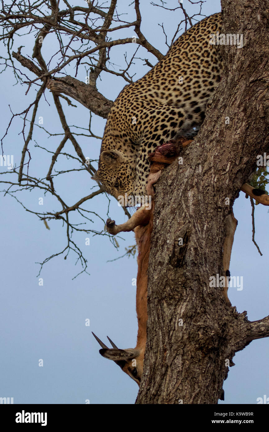 Leopard Tree Eating High Resolution Stock Photography and Images - Alamy