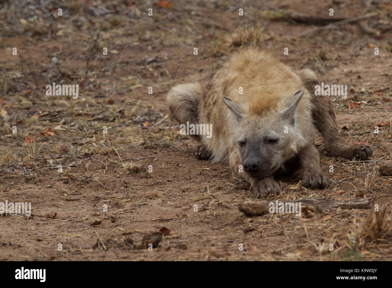 Hyena pack family hi-res stock photography and images - Alamy