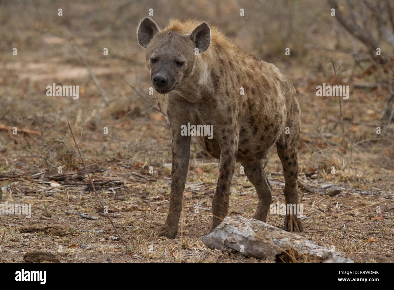Hyena Pack Family High Resolution Stock Photography and Images - Alamy