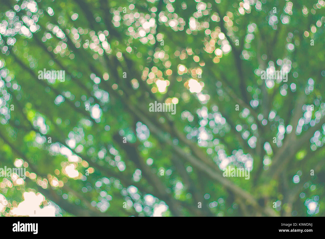 Spring green forest blurred or defocused background Stock Photo - Alamy