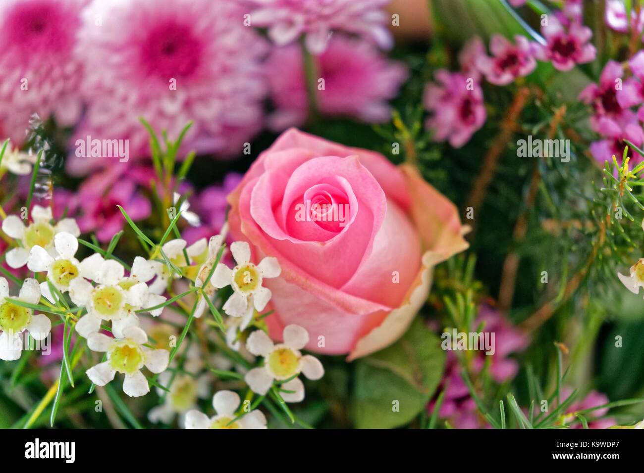Daisy language flowers hi-res stock photography and images - Alamy