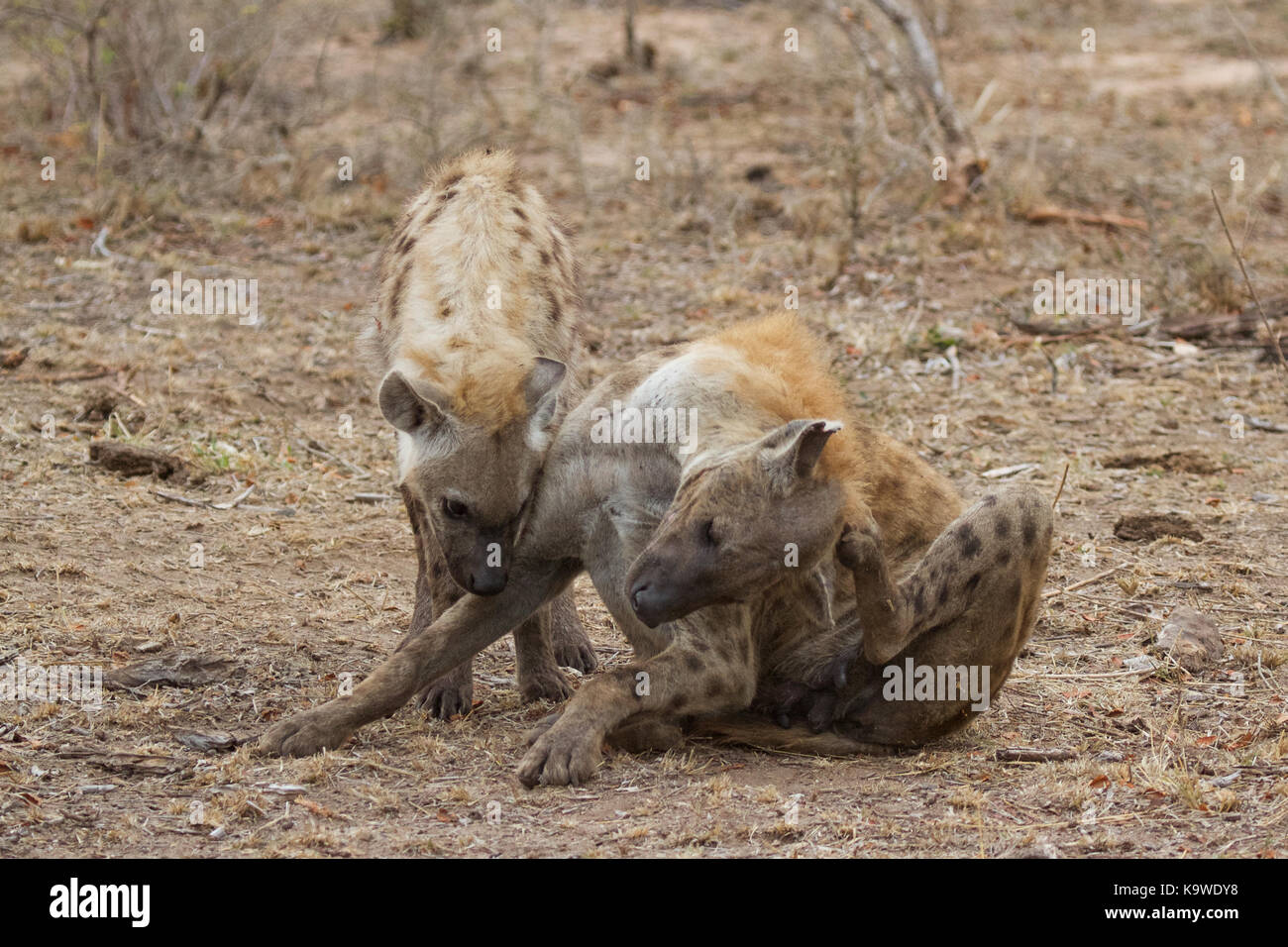 Hyena pack family hi-res stock photography and images - Alamy