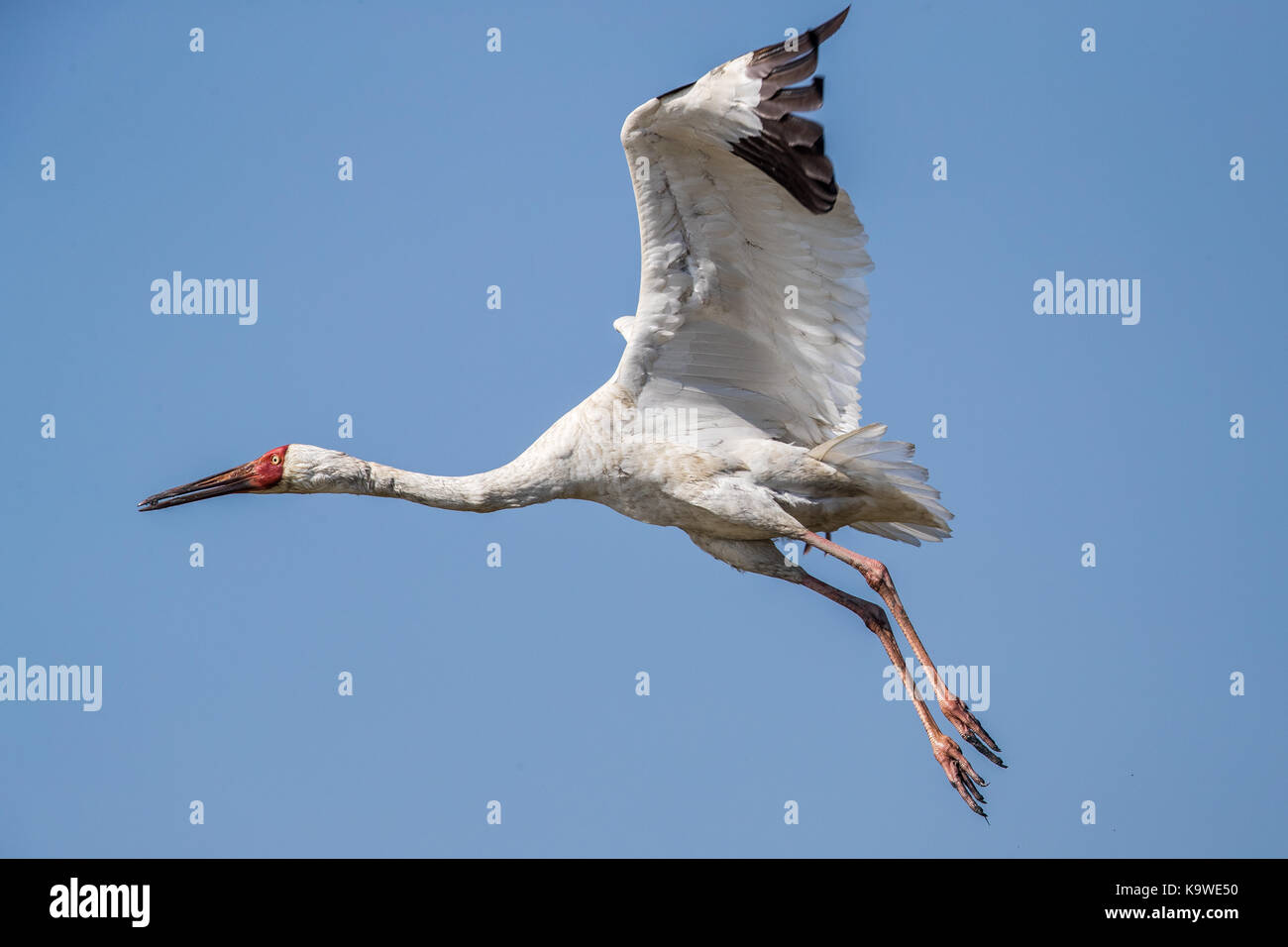 Siberian crane hi-res stock photography and images - Alamy