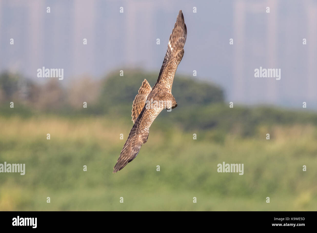 Bird in flight - Eastern Marsh Harrier (Circus spilonotus Stock Photo ...