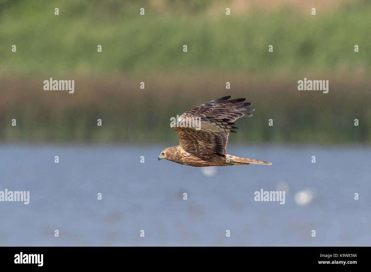 Bird in flight - Eastern Marsh Harrier (Circus spilonotus Stock Photo ...