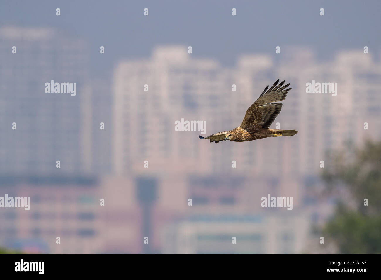 Bird in flight - Eastern Marsh Harrier (Circus spilonotus Stock Photo ...