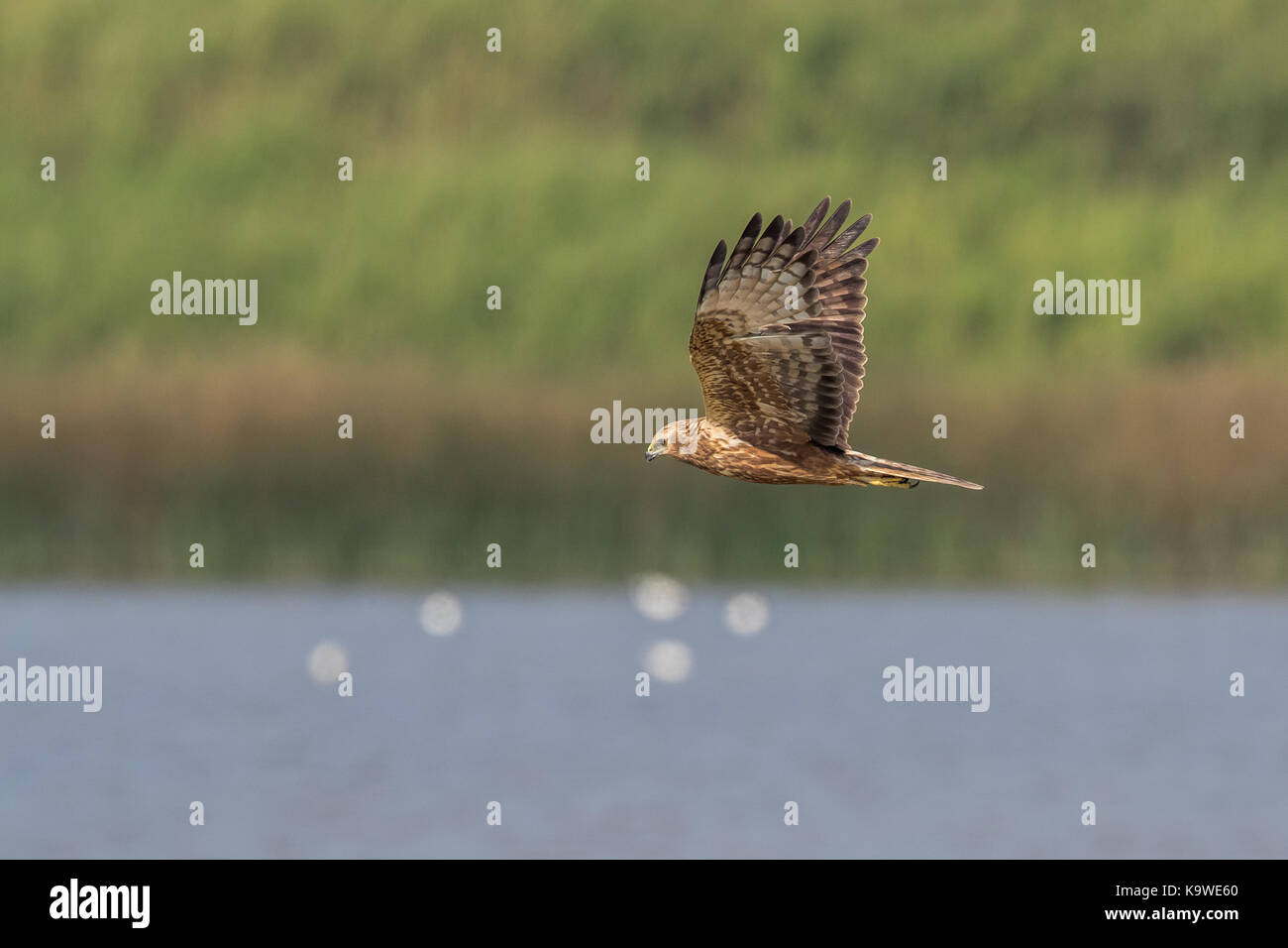 Bird in flight - Eastern Marsh Harrier (Circus spilonotus Stock Photo ...