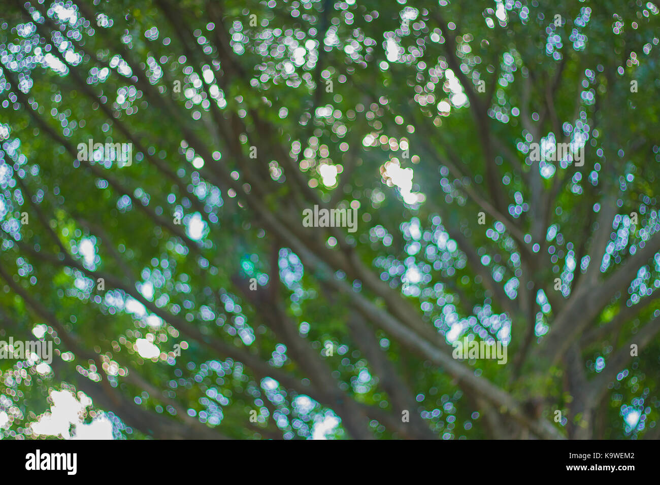 Spring green forest blurred or defocused background Stock Photo - Alamy