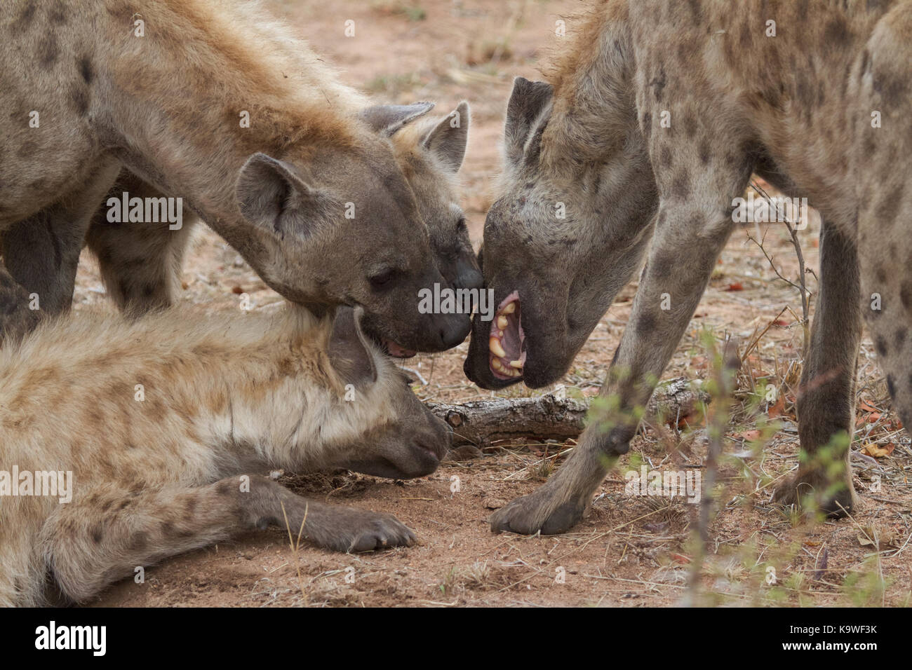 Hyena pack family hi-res stock photography and images - Alamy