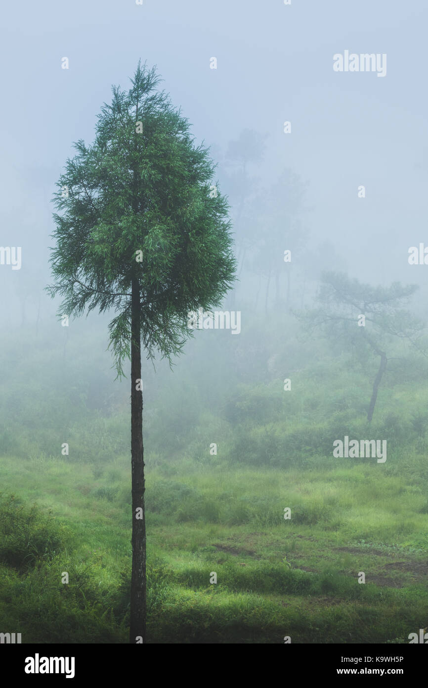 This is my try to frame a composition using mist as a subject. Shot in ...