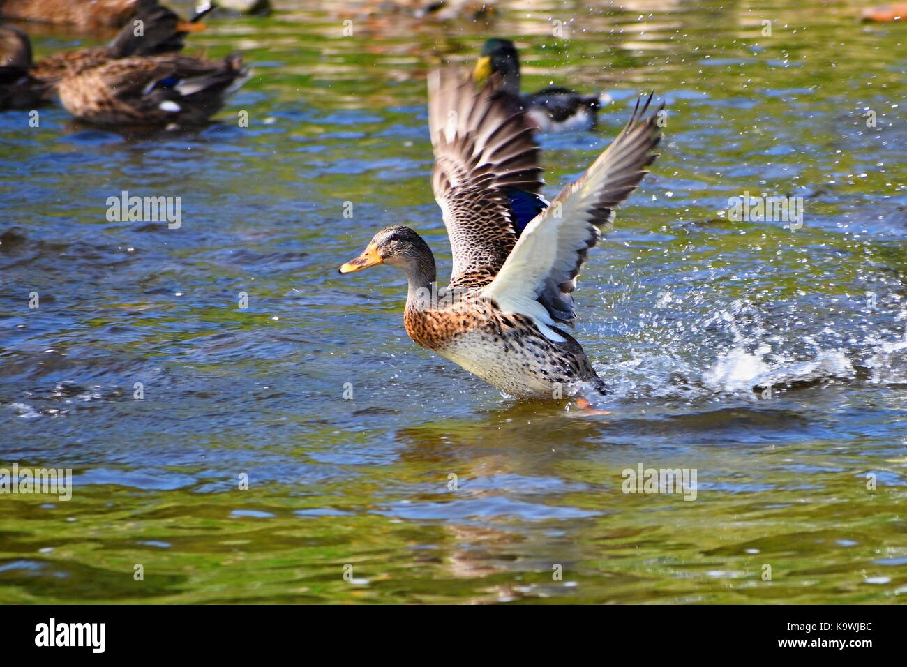 Mallard. Wild duck on the shore of a pond. Male-duck. (Anas ...
